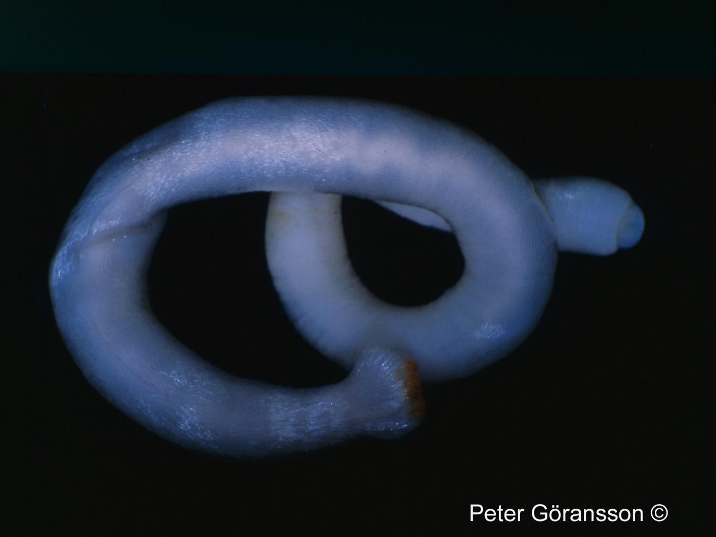 Billeder af Øresunds bunddyr | Øresundsvandsamarbejdet